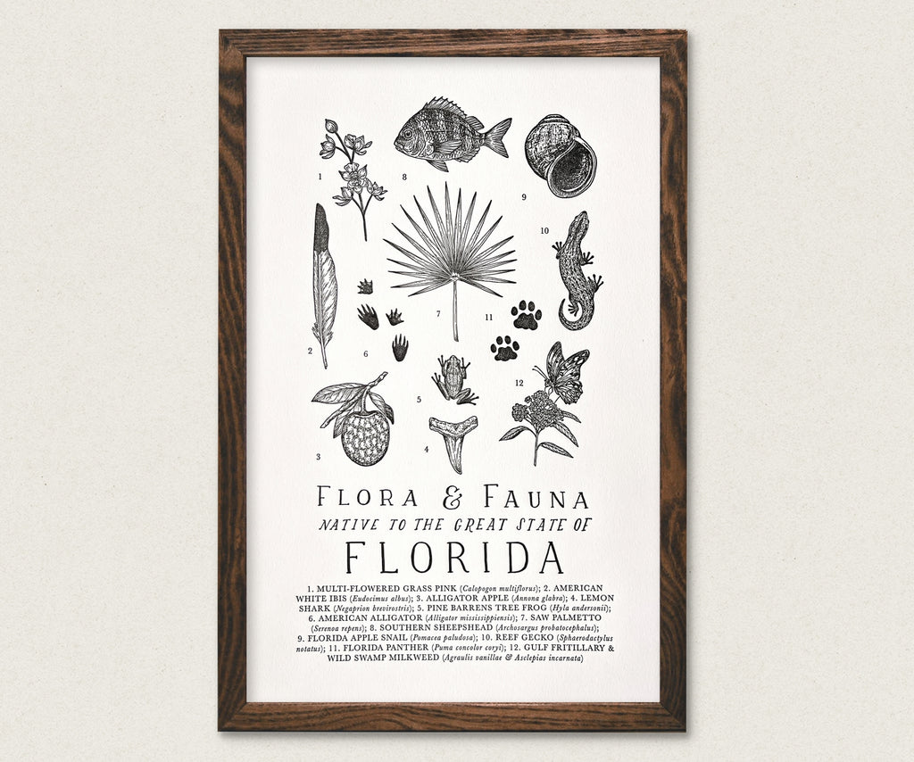 Florida Field Guide Art Print – rabbit RABBIT